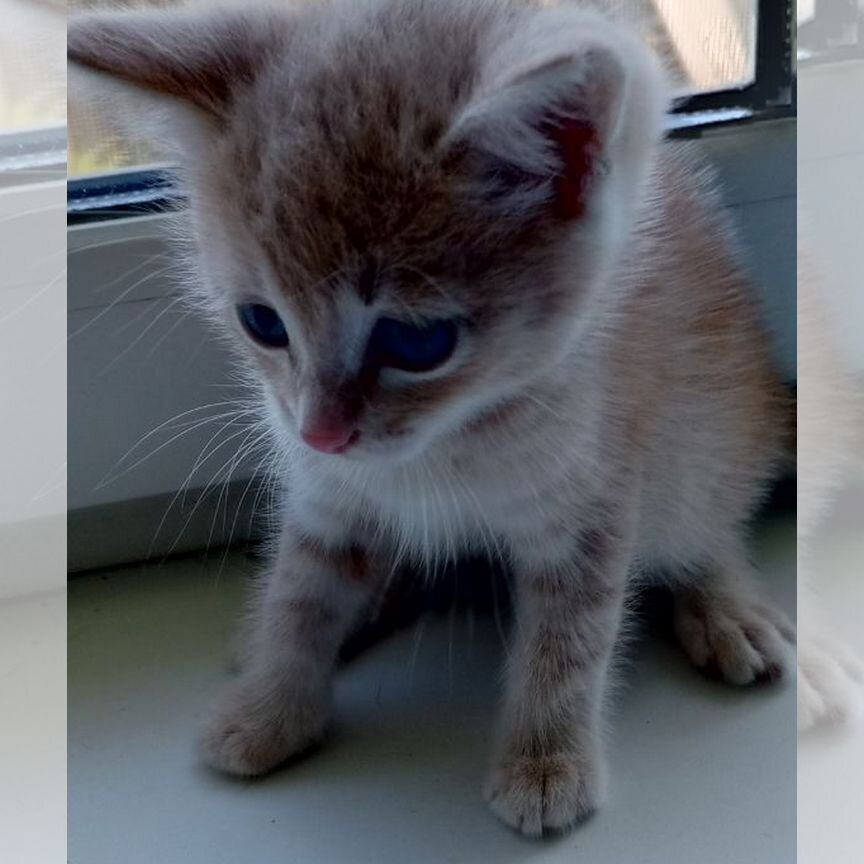 Котята в добрые руки бесплатно