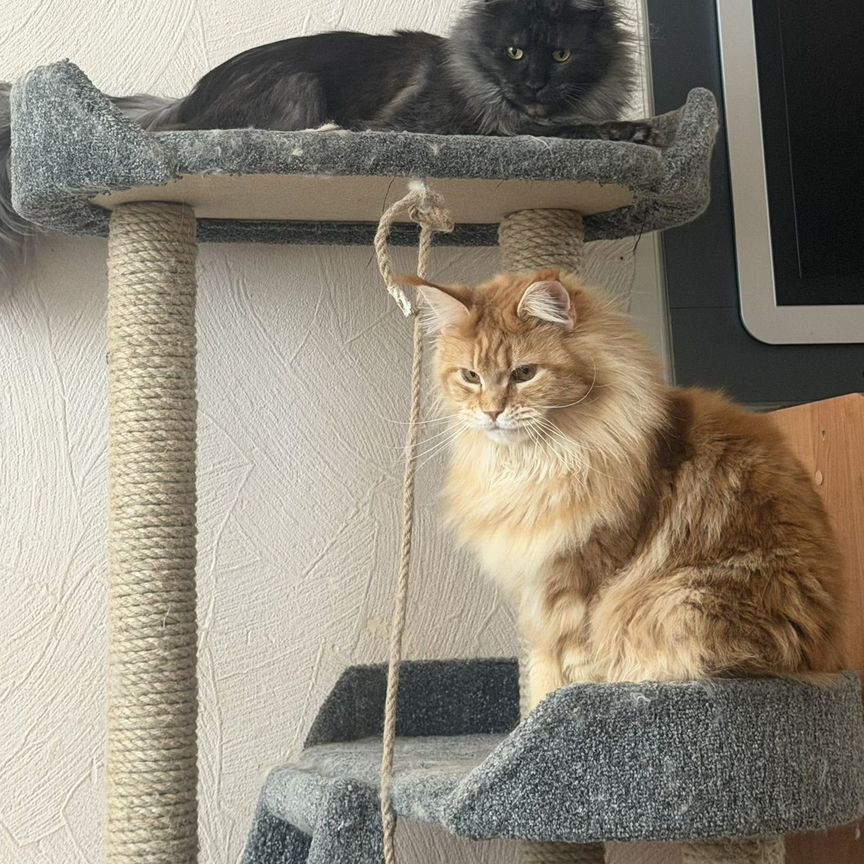 Мейн-кун, взрослая кошка