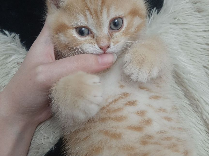 Котенок шиншилла