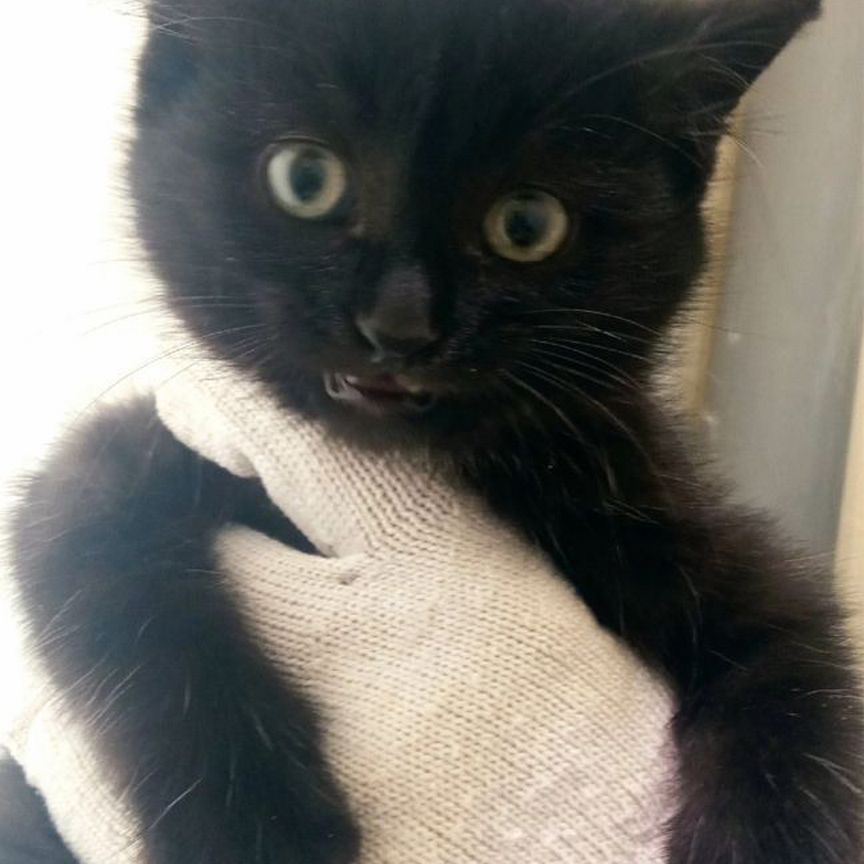 Отдам бесплатно котеночек