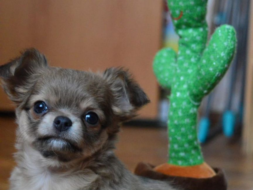 Лиловое чудо