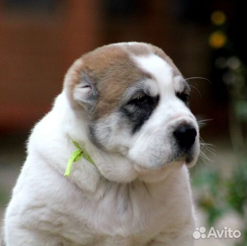 Девочка среднеазиатка