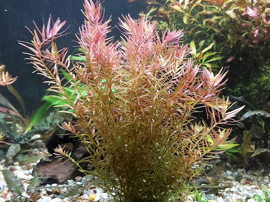 Ротала индика