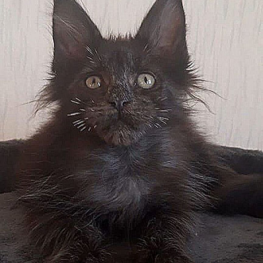 Котята мейн-кун Корсар