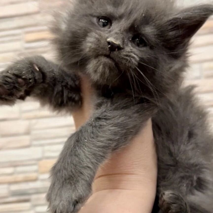 Мейн кун котята полидакты голубой дым