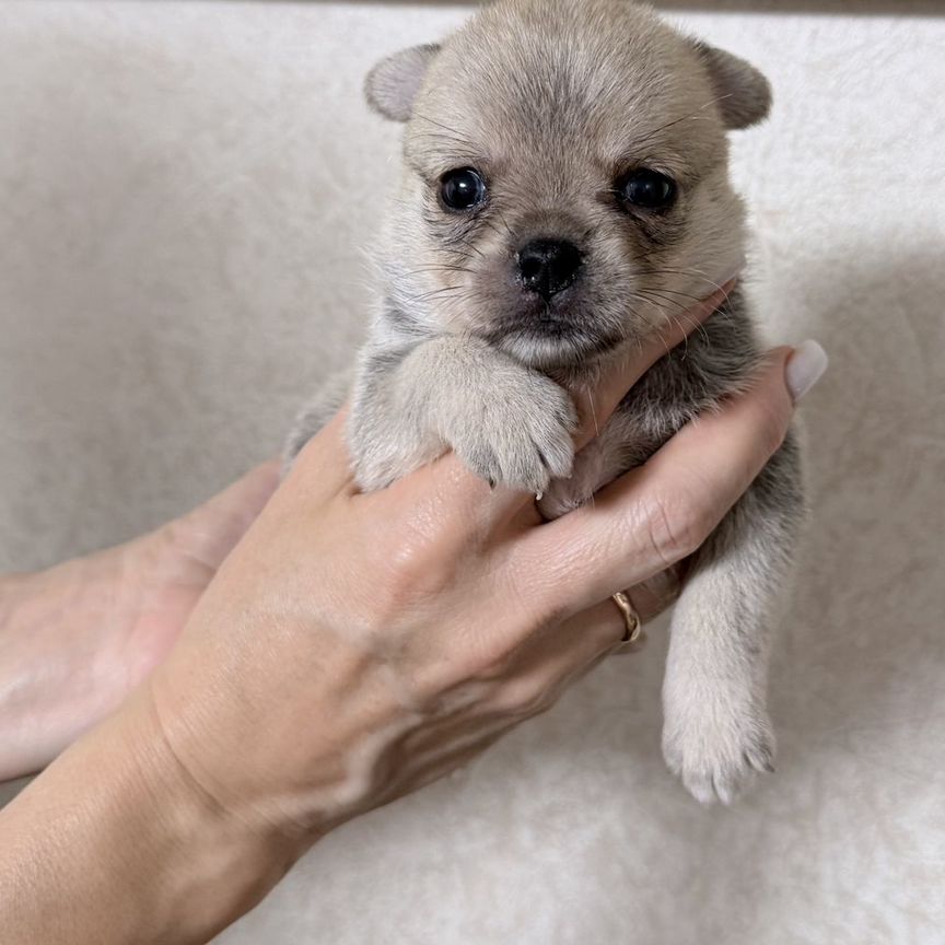 Померанский шпиц, щенок