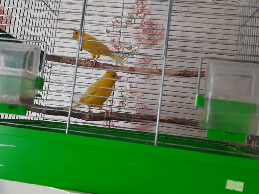 Продам птичек