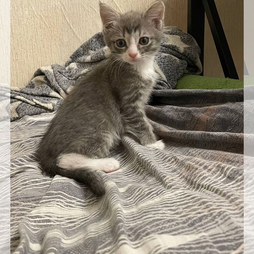 Котёнок в добрые руки