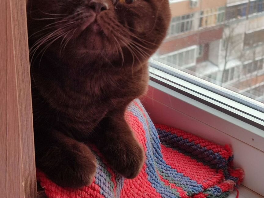 Вязка с шоколадным котом
