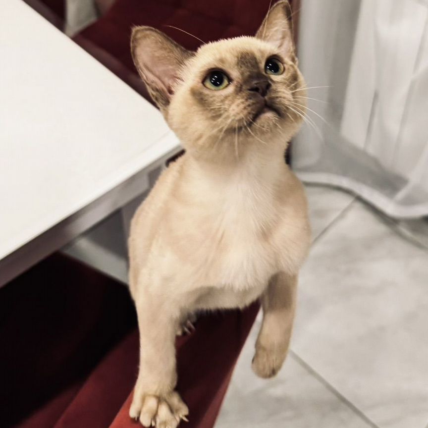 Европейский бурманский котёнок