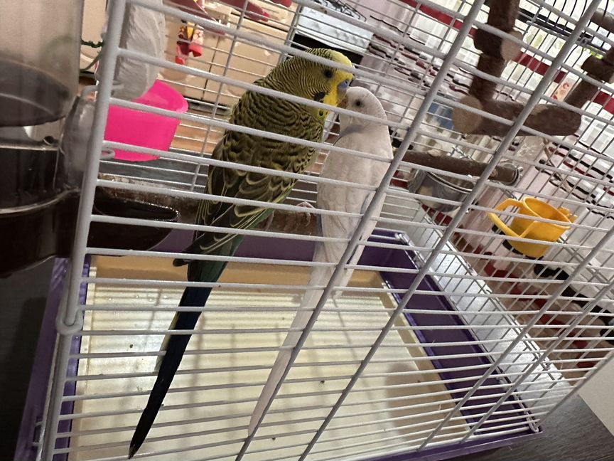 Волнистый попугай с клеткой