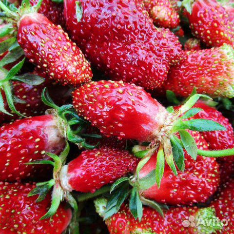 Саженцы клубники Купчиха и (Лорд) Гигантелла купить в Нижнем Новгороде ...