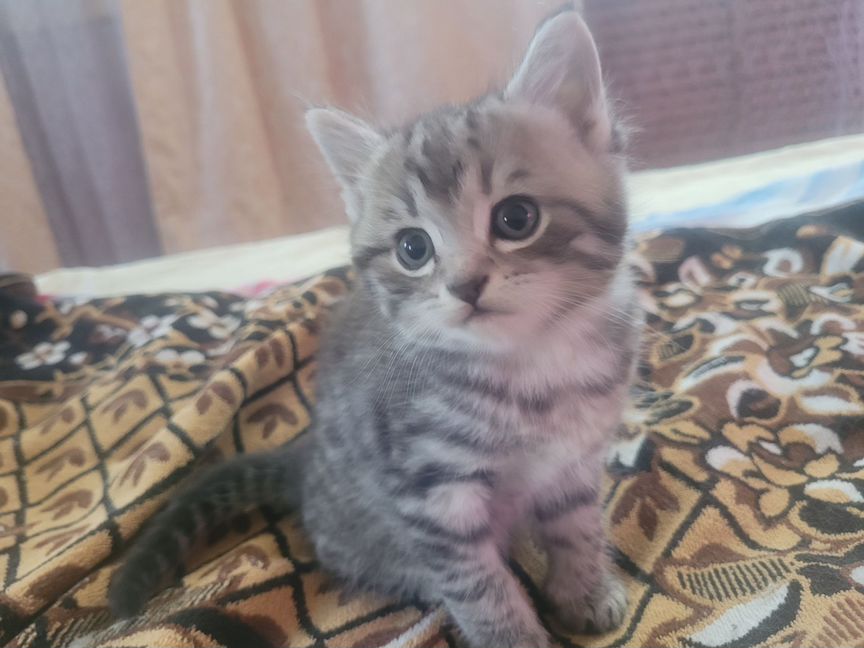 Котенок в добрые руки