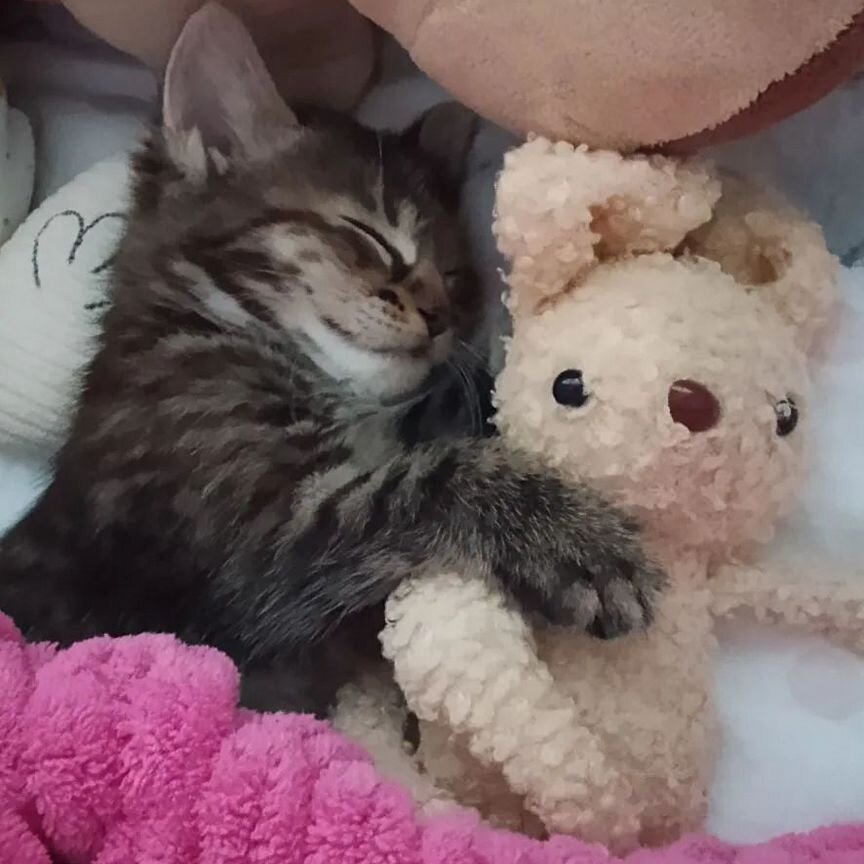 Котёнок в добрые руки