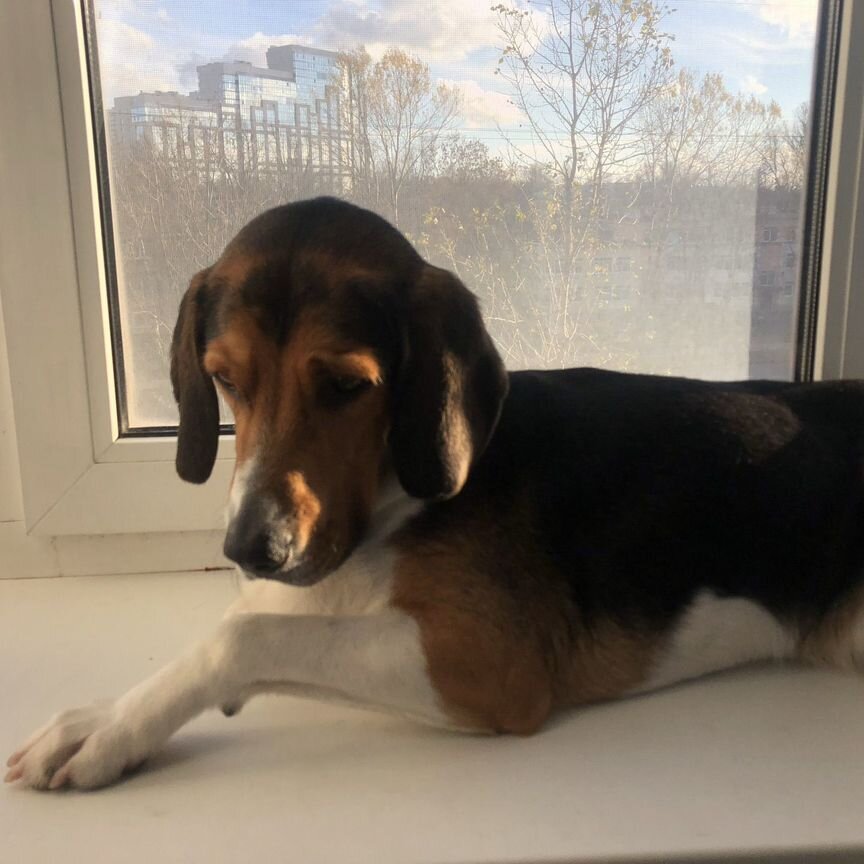 Собака в добрые руки