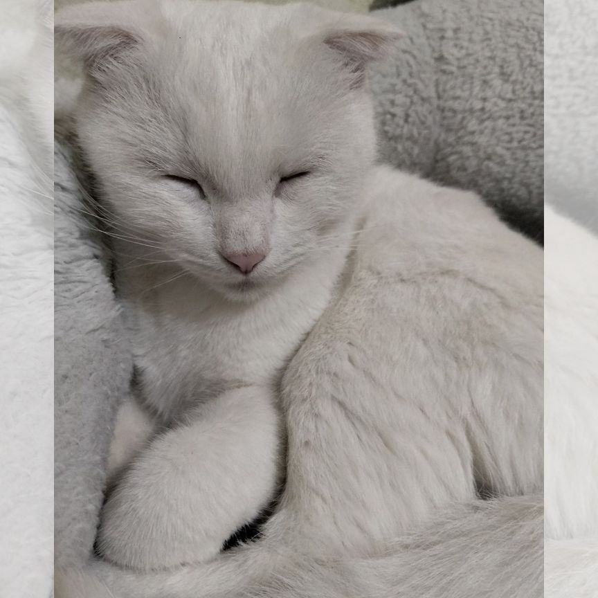 Шотландская вислоухая короткошёрстная, взрослая кошка