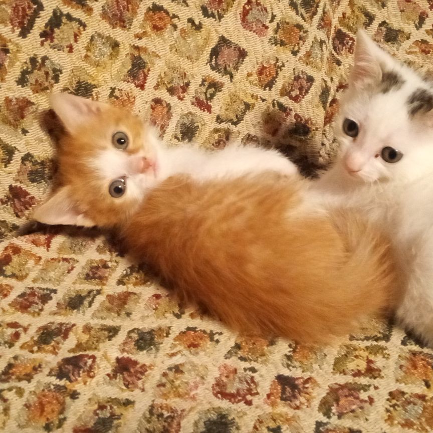 Маленькие пушистые котята