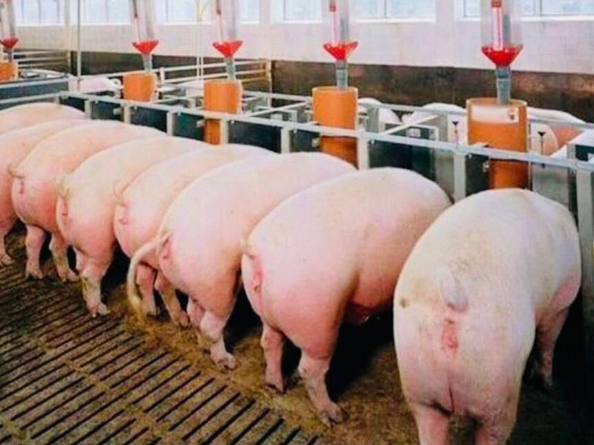 Семя Племенных хряков