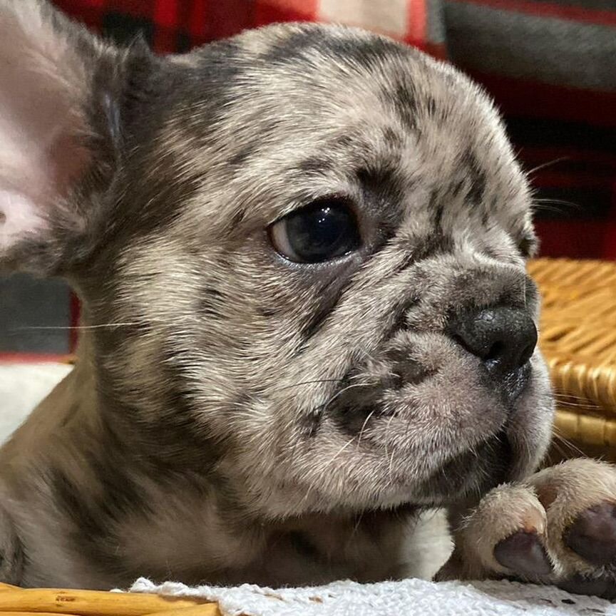 Я ваша на веке