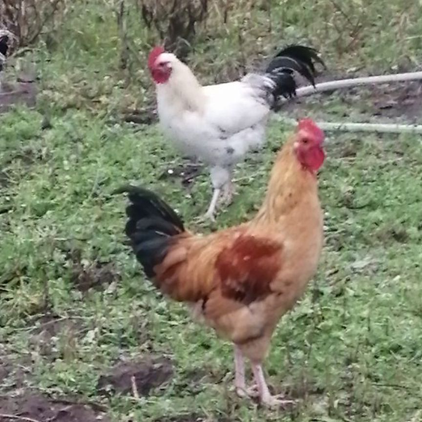 Петушки Оливер и Лакендази