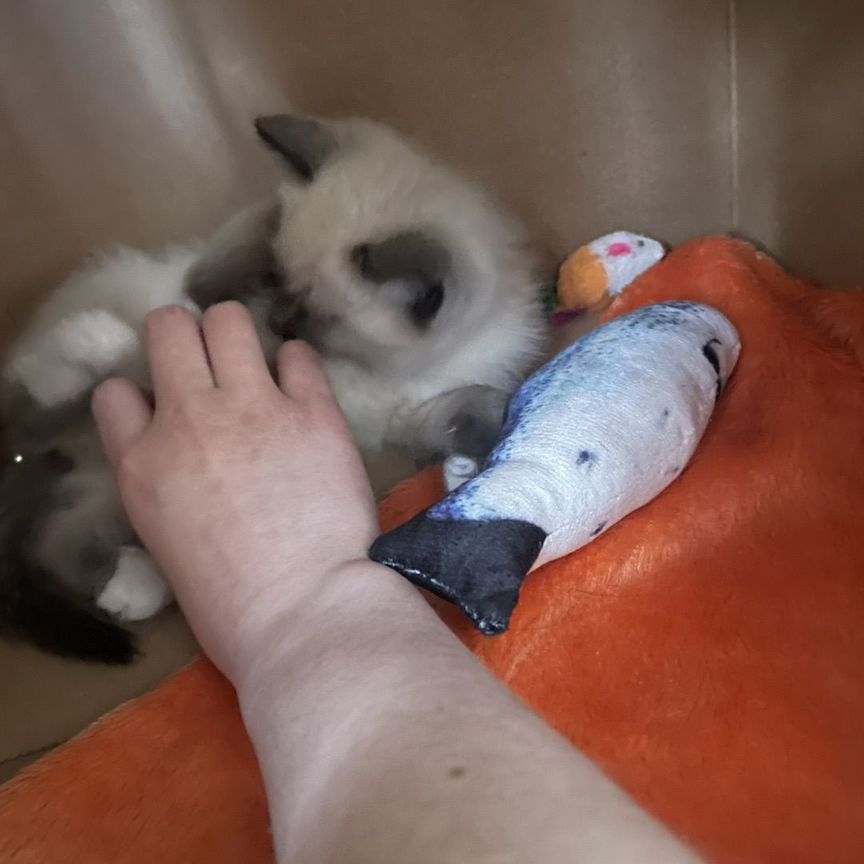 Сиамский котенок девочка