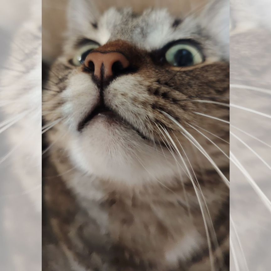 Вибрисы кота