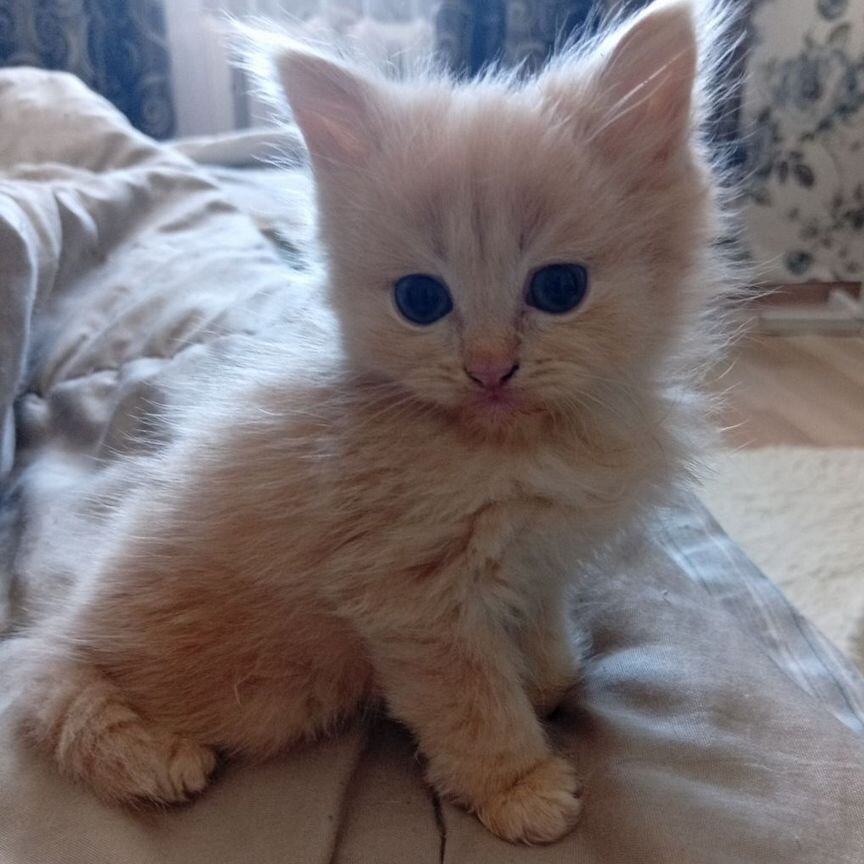 Шотландский прямоухий длинношёрстный котёнок