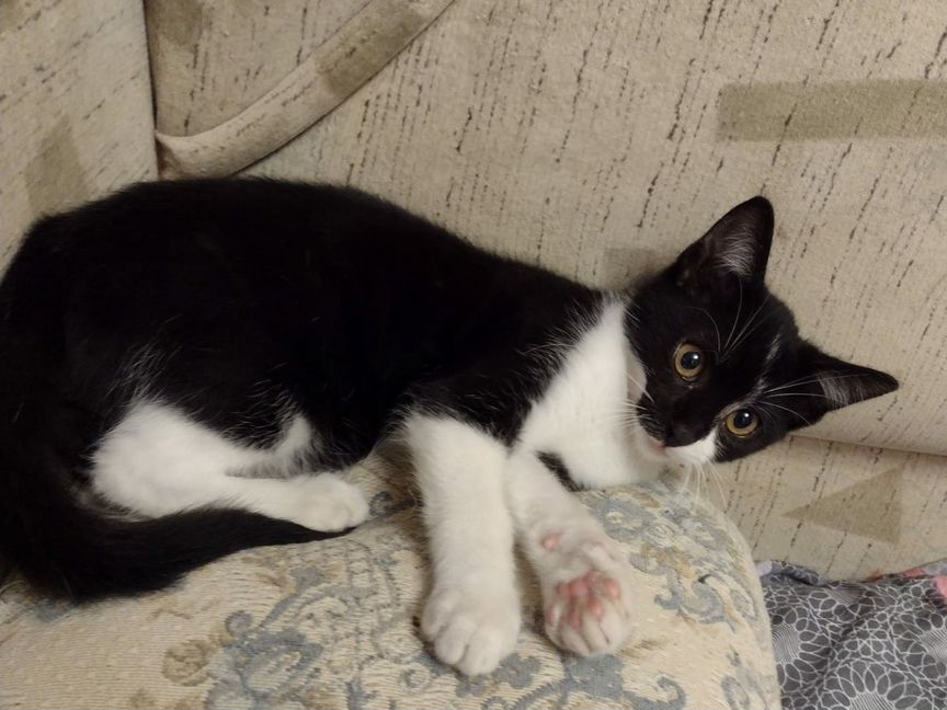 Котята пушистики