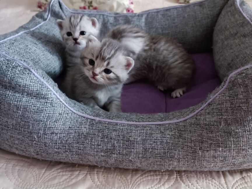 Открыта бронь