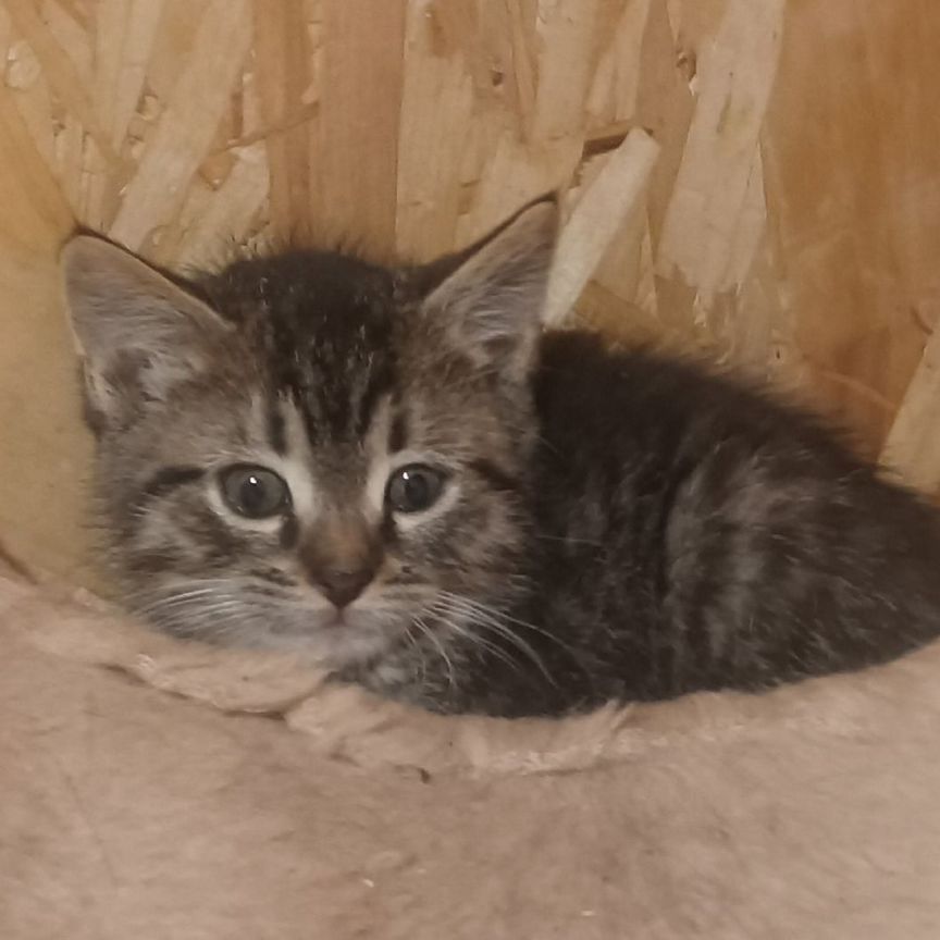Котенок тигренок