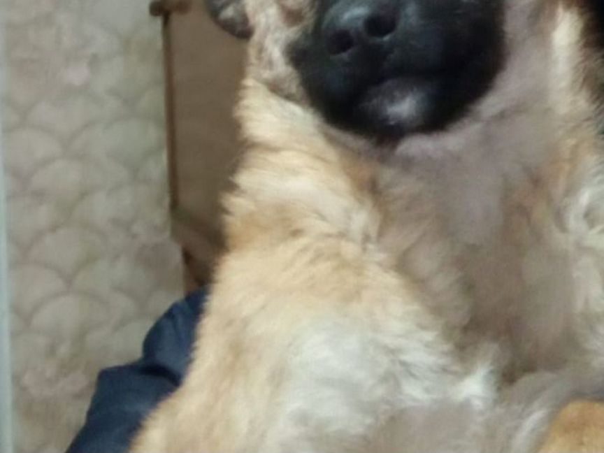 Щенок подросток,мелкая на коротких лапках