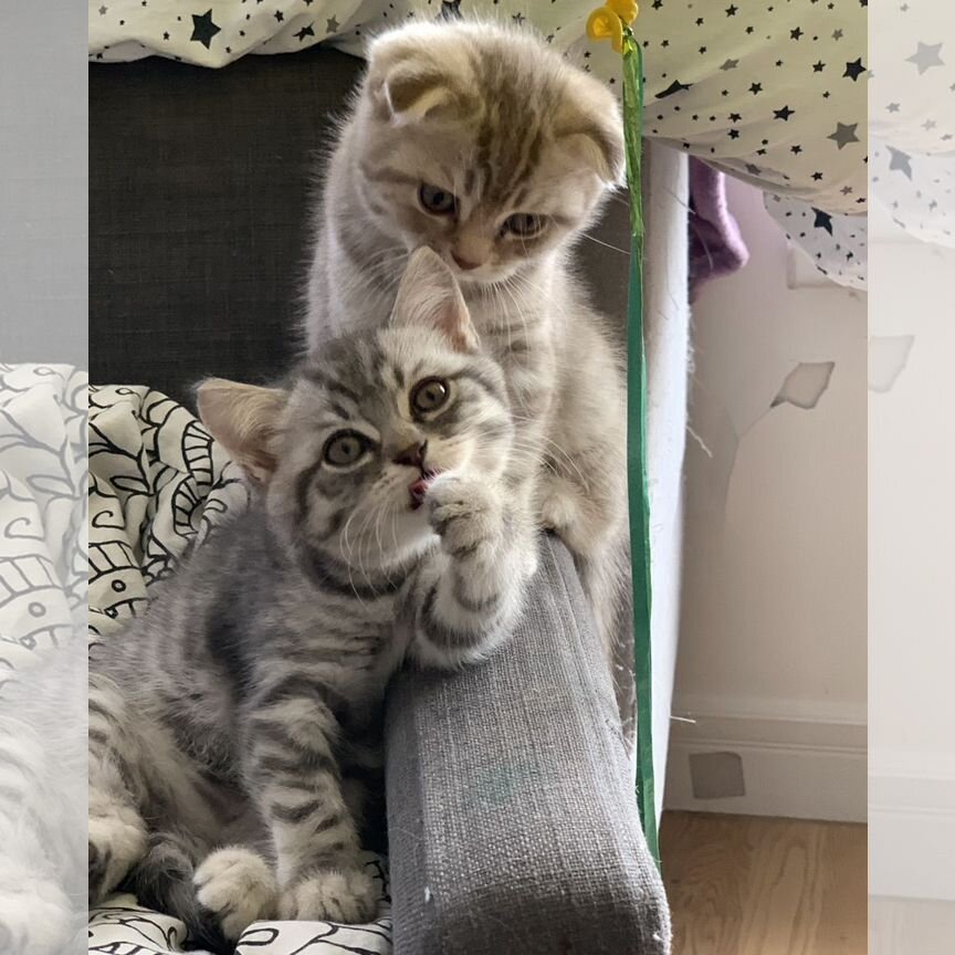 Шотландский вислоухий короткошёрстный котёнок