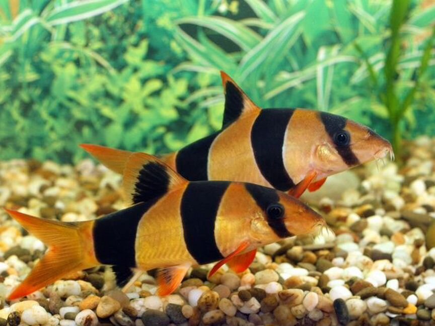 Продам - боции клоун