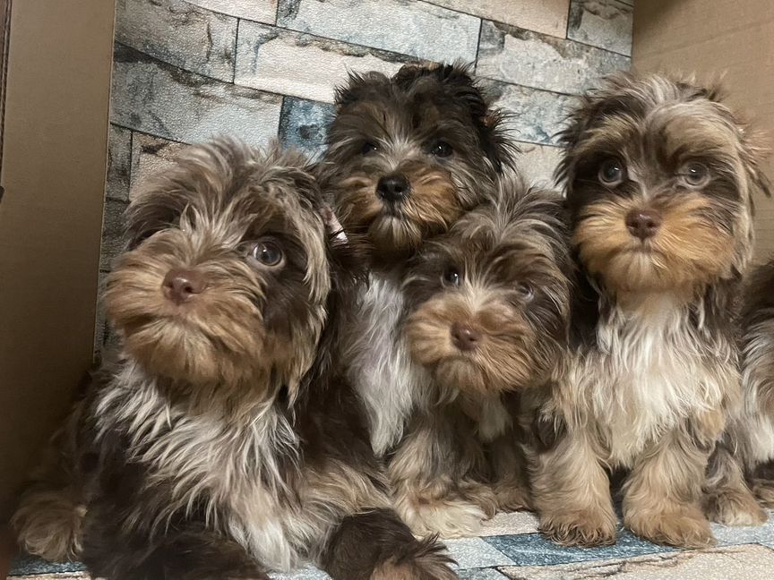 Мраморный йорк, щенки