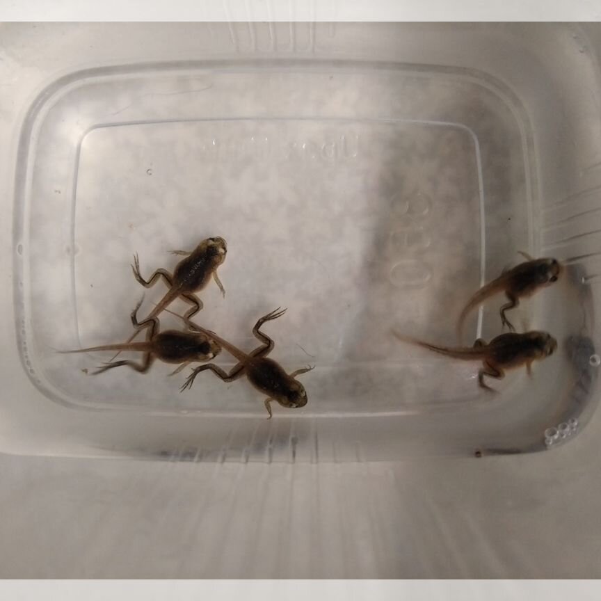 Гименохирус