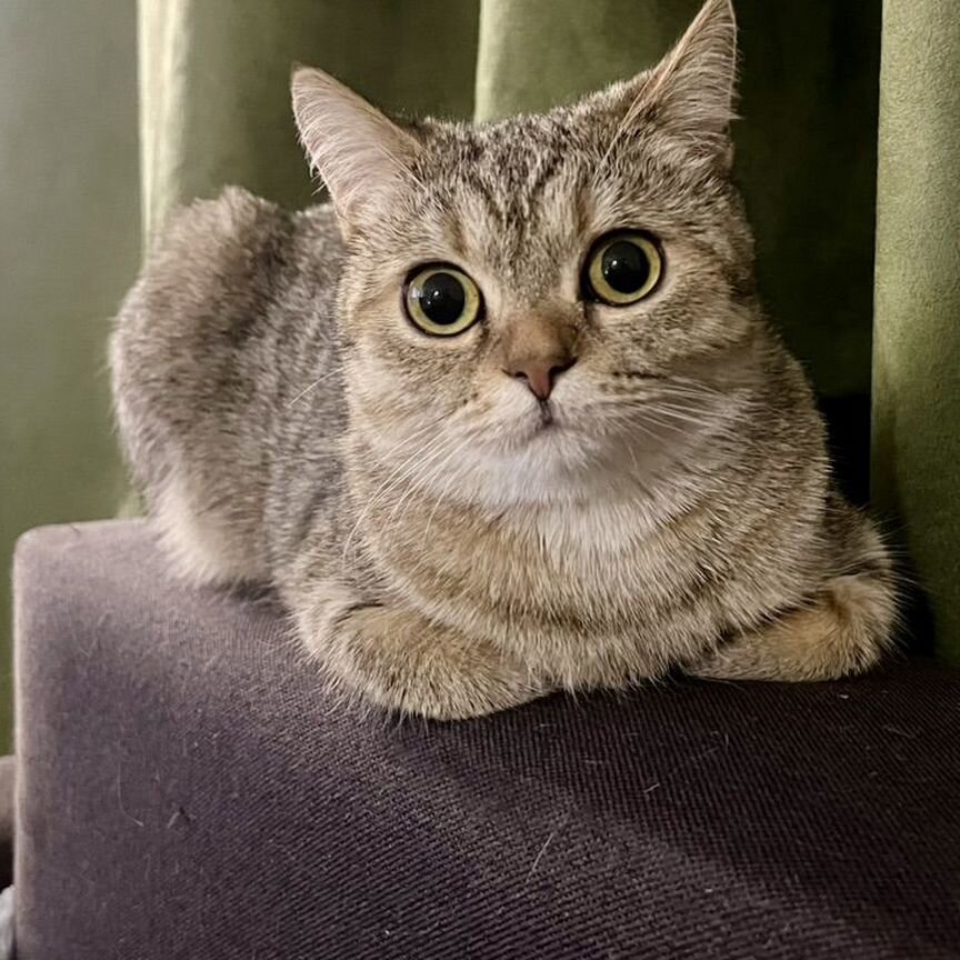 Персидская, взрослая кошка