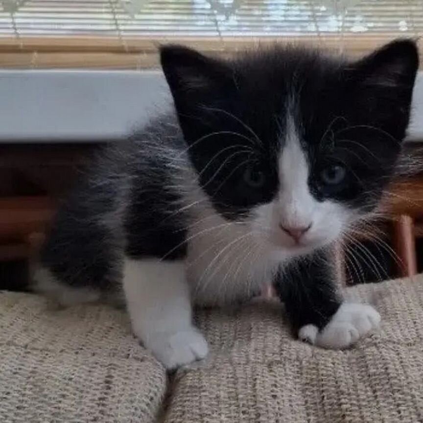 Котёнок в добрые руки