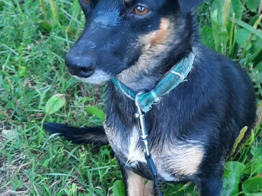 Стерилизованная Диночка ищет дом