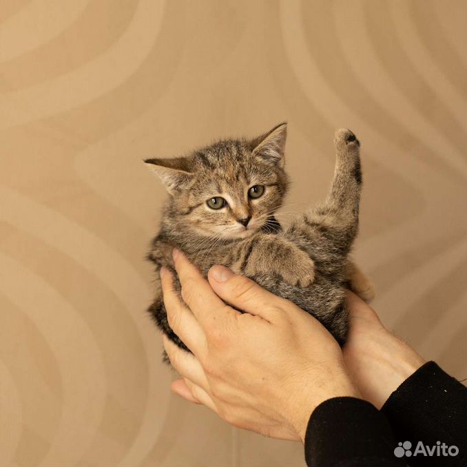 Котёнок Молли с плюшевыми лапками
