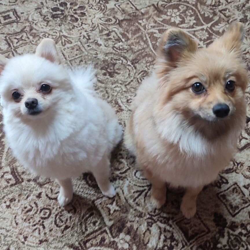 Померанский шпиц, щенок