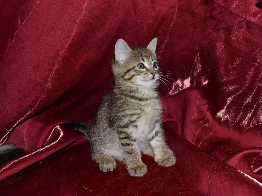 Кошки мейн-кун