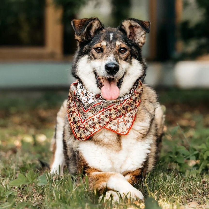 Собака в добрые руки отдам бесплатно Айка