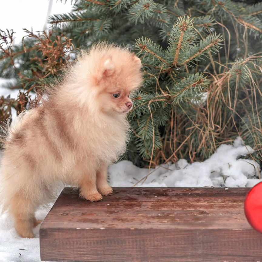 Кобелек померанского шпица