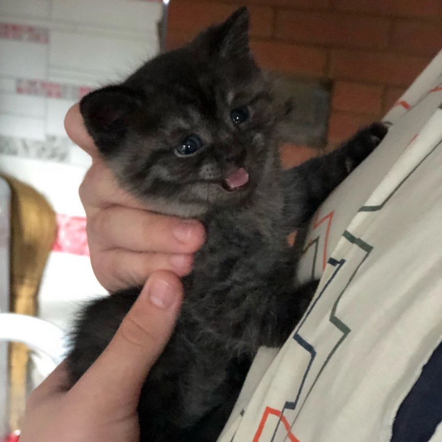 Котенок девочка