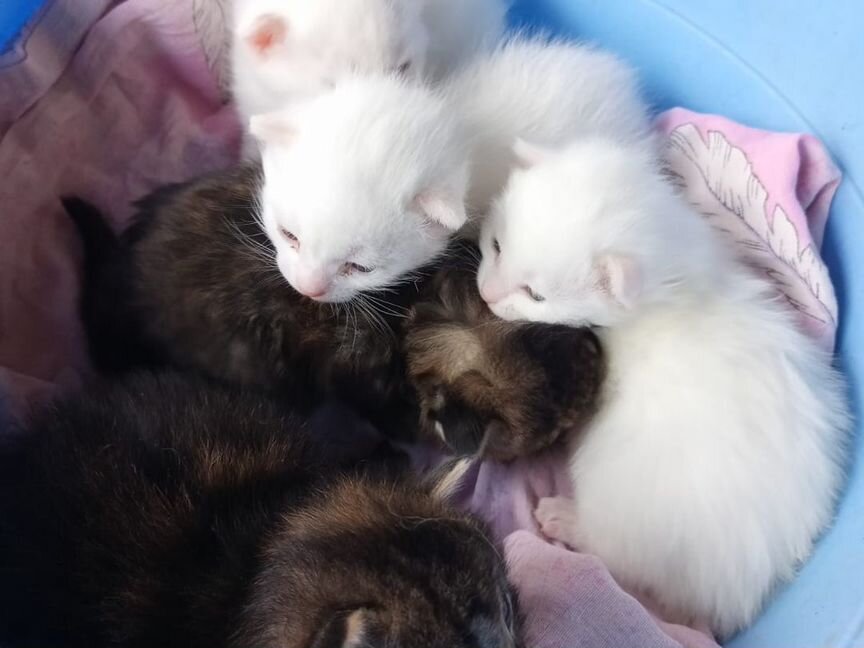 Котятки в добрые руки (бронь)
