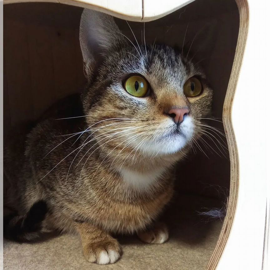 Взрослая кошка из приюта