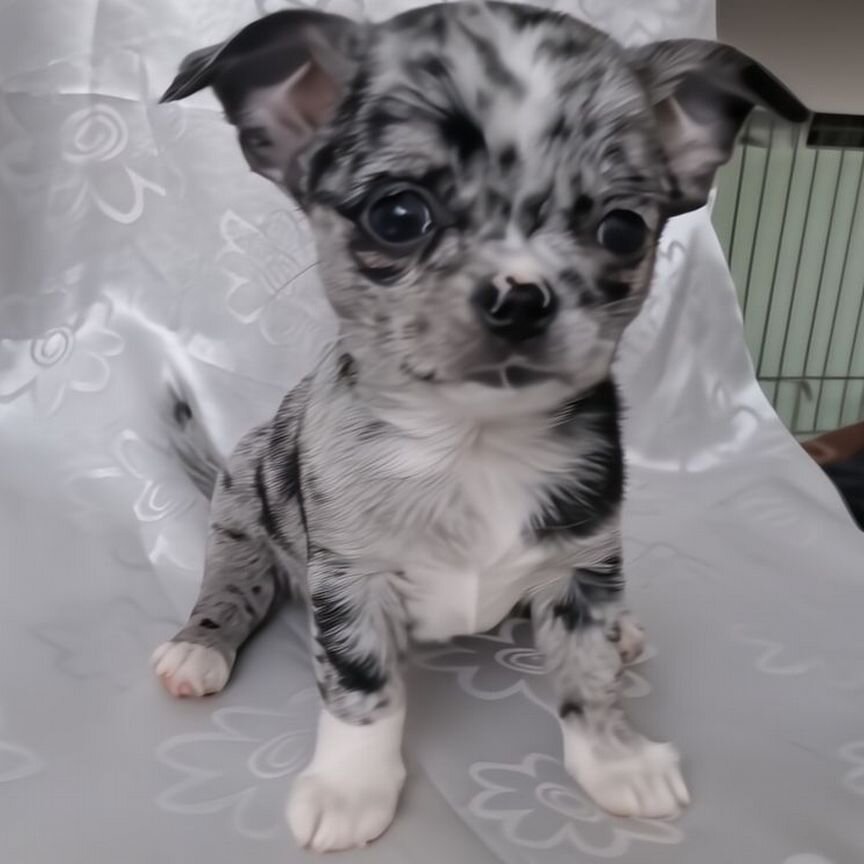 Чихуахуа, щенок