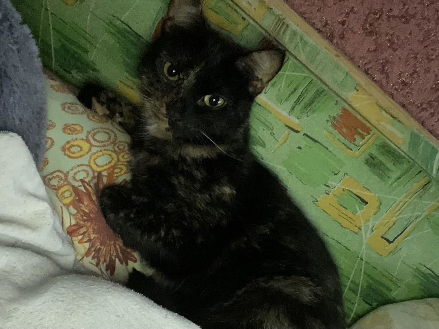 Кошка