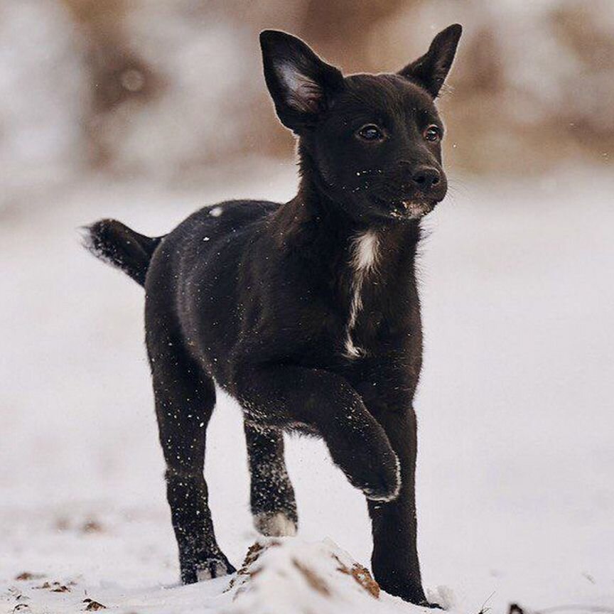 Щенок в добрые руки