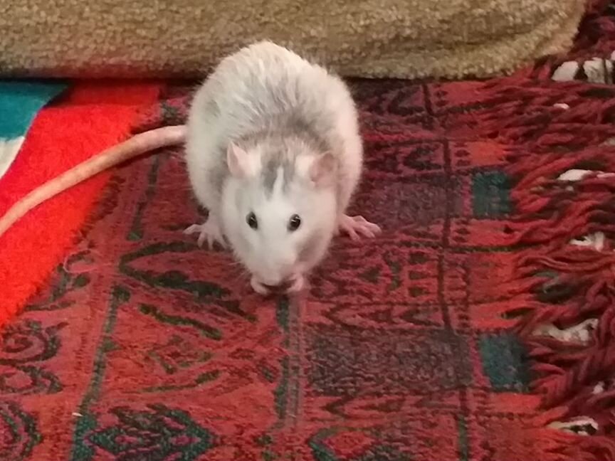 Мыши-заморозка на корм